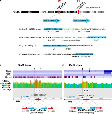Transgene Insertion Sites On Chromosome 18 Ch18 Of The Mouse Genome Download Scientific