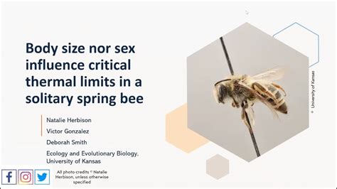 Natalie Herbison Body Size Nor Sex Influence Critical Thermal Limits In A Solitary Spring Bee