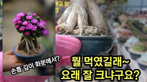 어떻게 손톱분에서 저리 키웠을까나 덴섬 부족할때 채워준다~ 엔힙칼슘 활용 Youtube