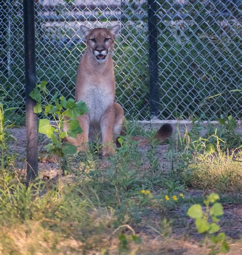 Scarlet In Sync Exotics