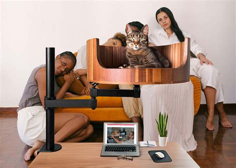 Why Does My Cat Zig Zag In Front Of Me Explained Desk Cat Nest