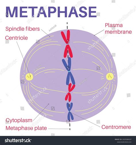 Metaphase Stage Mitosis Eukaryotic Cell Cycle Stock Vector Royalty Free 2225266107 Shutterstock