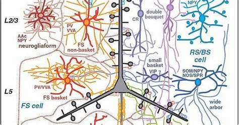 Synaptic Connectivity Of A Single Pyramidal Neuron Imgur