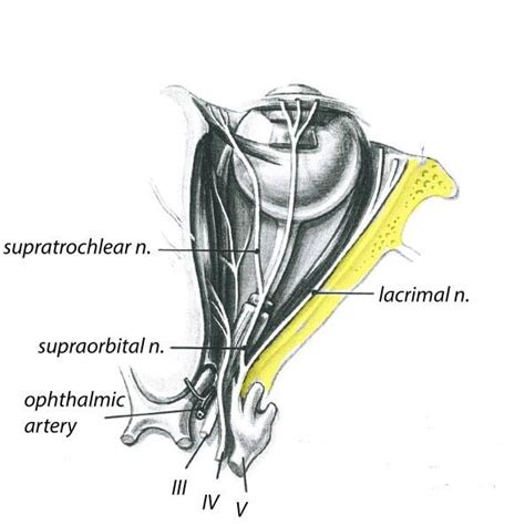 The Orbit Is Shown From Above The Oculomotor Nerve And The Trochlear