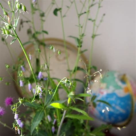 Cu Cai’s favorites | Flickr