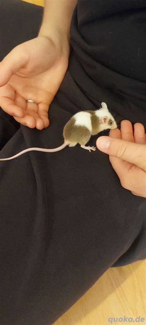 Farbmaus Männchen In Mülheim An Der Ruhr Kleintiere Kostenlose Kleinanzeigen