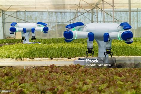 스마트 농업 미래 개념에 로봇 로봇 농민 수확 한 씨앗 성장 증가 효율성에 대 한 수직 또는 실내 농장에서 일 시간을 프로그래밍