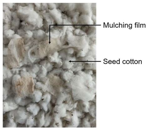 Residual Mulching Film Detection In Seed Cotton Using Line Laser Imaging