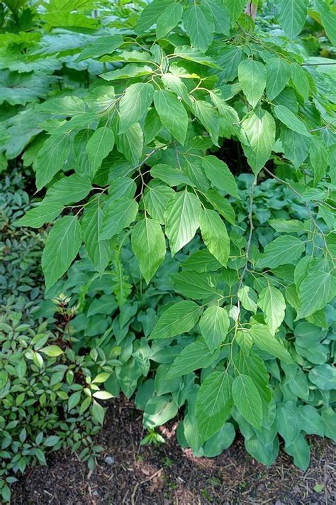Hovenia dulcis, Японско стафидено дърво, бонбонено дърво, Ховения ...