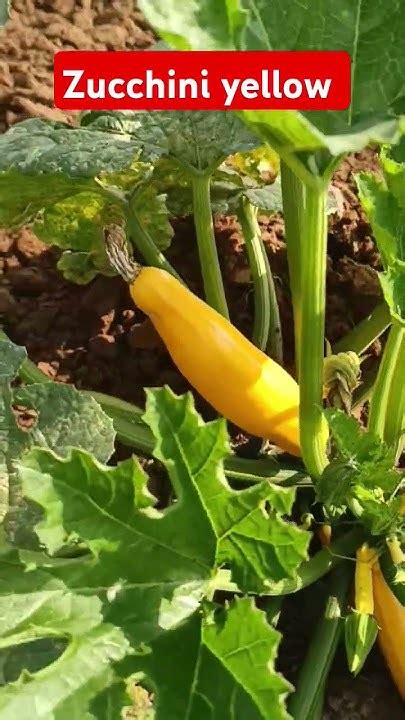 Zucchini Kya Hoti Hai L Zucchini Farming Zukini Ki Kheti Kese Kre L