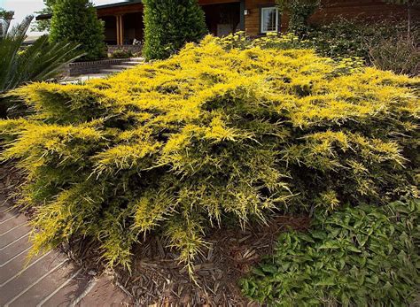 Shrub Types Evergreen At Tony Bennett Blog