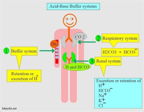 Hemoglobin Electrophoresis Differentiating Hemoglobinopathies