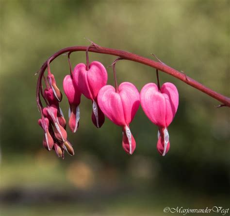 Vroege Vogels Foto Planten Gebroken Hartje