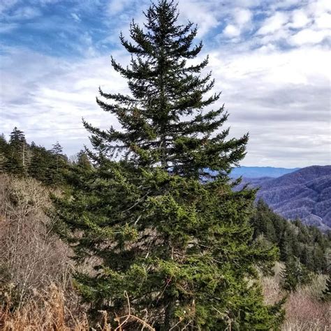 Red Spruce Tree Picea Rubens Seeds Etsy