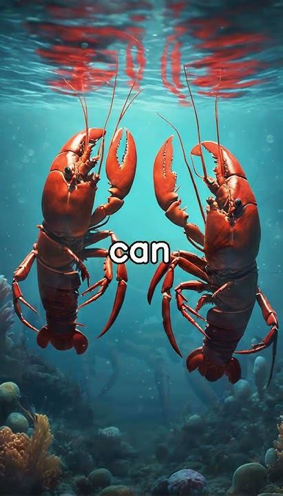 Did you know that lobsters communicate with each other by peeing? #lobster #facts #science # ...