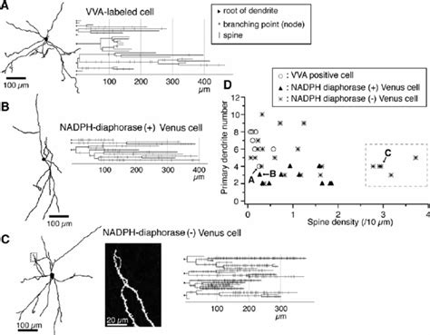 Morphologies Of Ly Injected Gabaergic Cells In Layer V A C