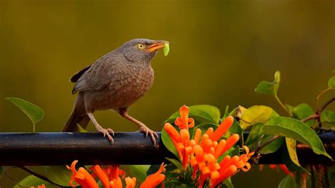 All About Jungle Babbler Roundglass Sustain