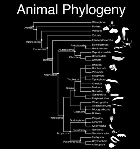 Complete Phylogeny Diagram Quizlet