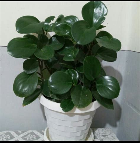 آخرین خبر گل قاشقی