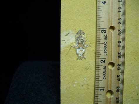 Fossilized “cockroach” In Matrix 052219z The Stones And Bones Collection