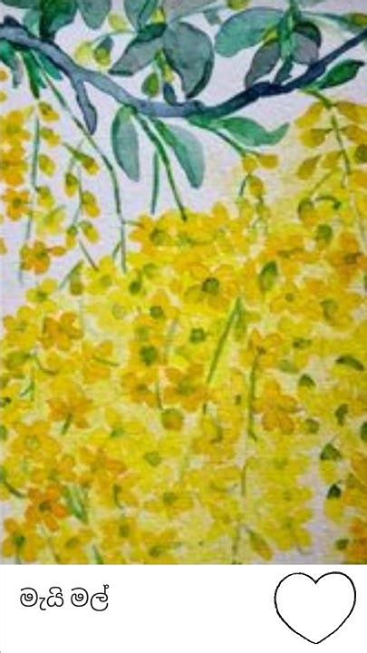 මැයි මල් 💛🥺 Youtube