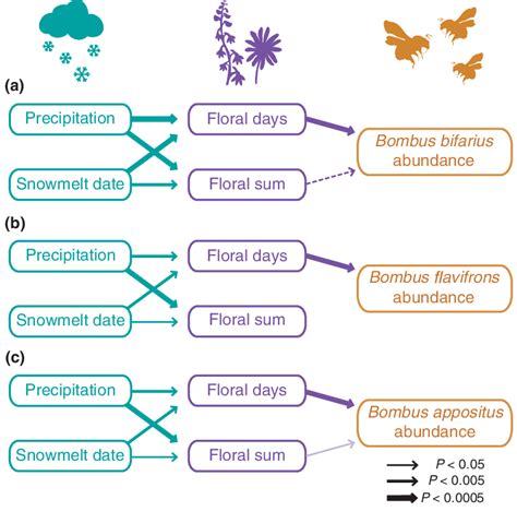Path Diagrams Showing The Climate And Flower Variables That Govern