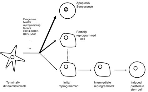 Reprogramming From Somatic Cells To Induced Pluripotent Stem Cells By