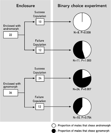 Male Preference For Female Morphs In The Binary Choice Experiments Download Scientific Diagram