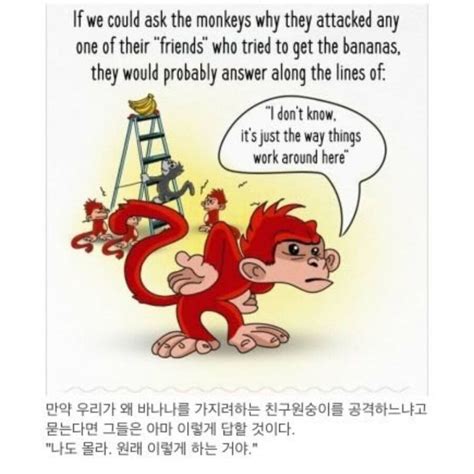 군대의 원리 원숭이 실험 Mlbpark