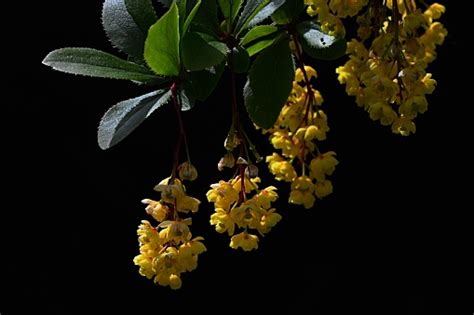 작은 노란 꽃과 어두운 배경에서 Berberis Sieboldii 매 발톱 나무의 어린 잎 0명에 대한 스톡 사진 및 기타