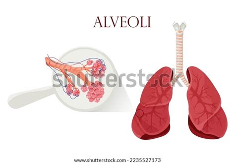 Lungs Detailed Alveoli Structure Vector Illustration Stock Vector Royalty Free