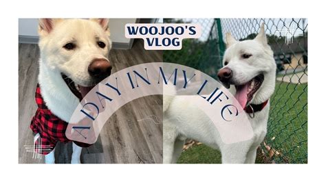 Vlog 어느 미국에 사는 우주의 테스트 브이로그 ️ Youtube