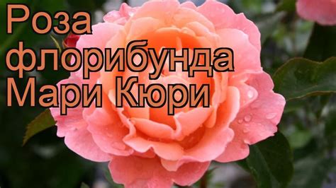 Роза флорибунда Мари Кюри (rose marie curie) 🌿 Мари Кюри обзор: как ...