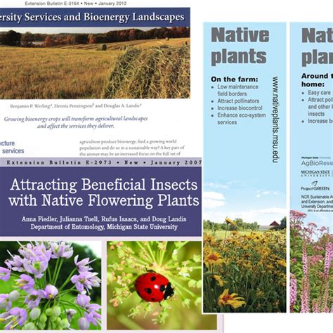 Biodiversity Ecosystem Function Bef And Biodiversityecosystem Service