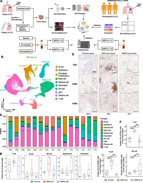 Scrna Seq Analysis Of Nsclc During Therapy A Scheme Of The Overall
