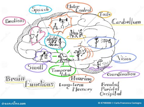 Brain Functions Vector Stock Vector Illustration Of Brain 87980880