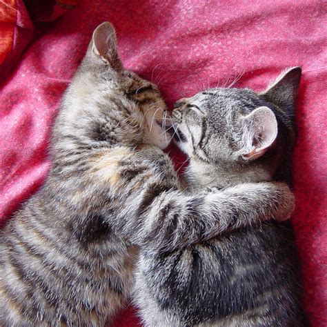 Cats Kissing