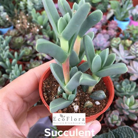 Succulents For Ecoflora Nursery And Landscaping
