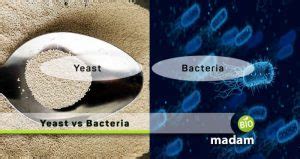 Difference Between Yeast And Bacteria Biomadam