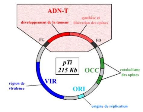 Le Plasmide Pti Planet Vie