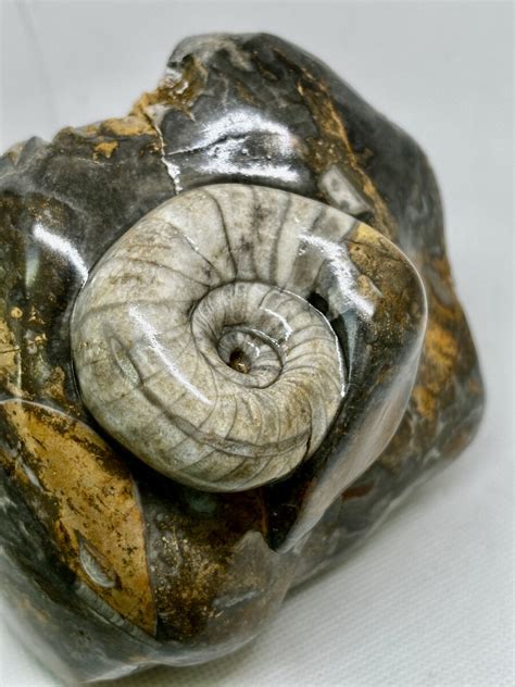 Coiled Nautiloid Carboniferous The Fossil Forum