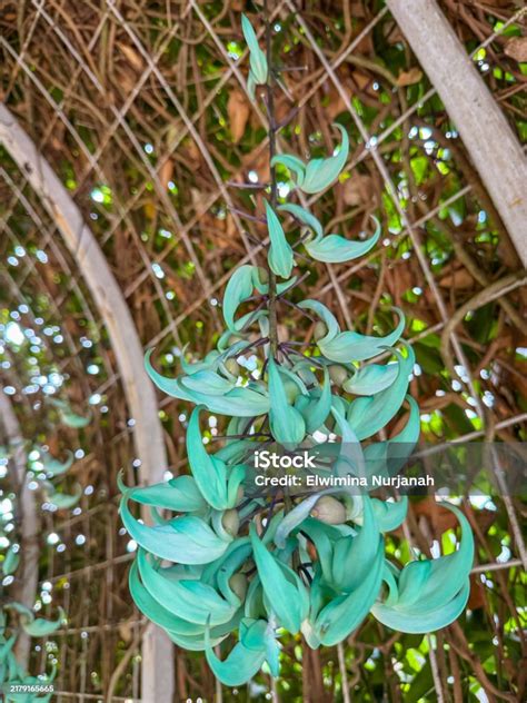 독특하고 이국적인 호야 꽃의 클로즈업 샷으로 생생한 녹색과 파란색의 왁스 꽃잎이 특징입니다 꽃은 섬세한 나선형 형태로 피어나