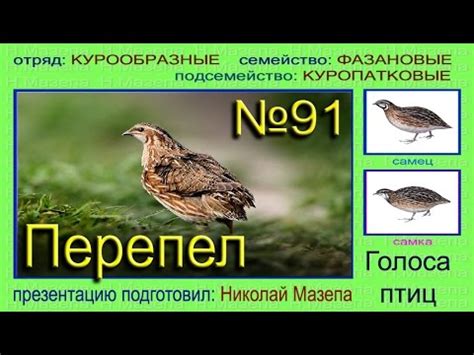 Перепел. Перепёлка. Голоса птиц - YouTube