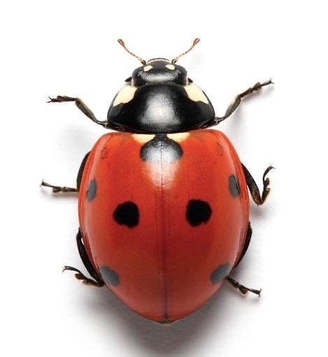 Pin By Sjannie On Ladybug Insect Photos Insect Photography Reference Photos For Artists