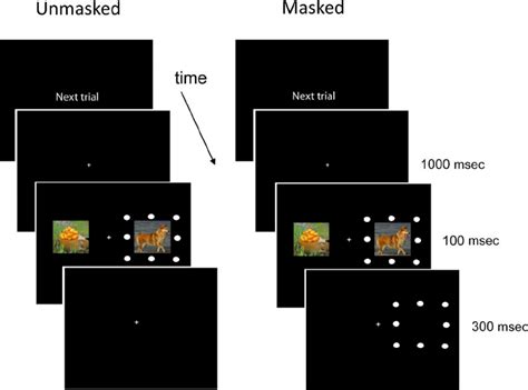 The Sequence Of Visual Stimulation Two Images Were Presented