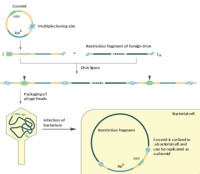 Bacteriophage Vector At Vectorified Com Collection Of Bacteriophage Vector Free For Personal Use