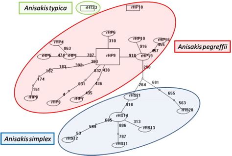 parsimony network based on rdna its1 5 8s its2 sequence data the