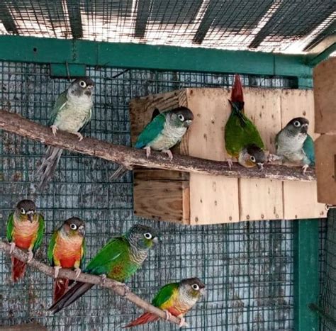 සුරතල් සතුන් ඇති කිරිම හා විකිණීම