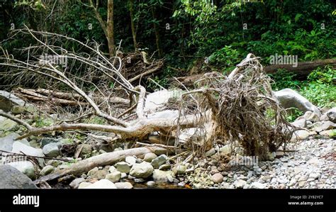 Trees Fall In The River Due To Flash Floods In The Middle Of The Forest Stock Photo Alamy