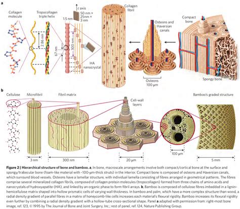 The Fascinating Complex Hierarchical Structure Of Bone And Bamboo